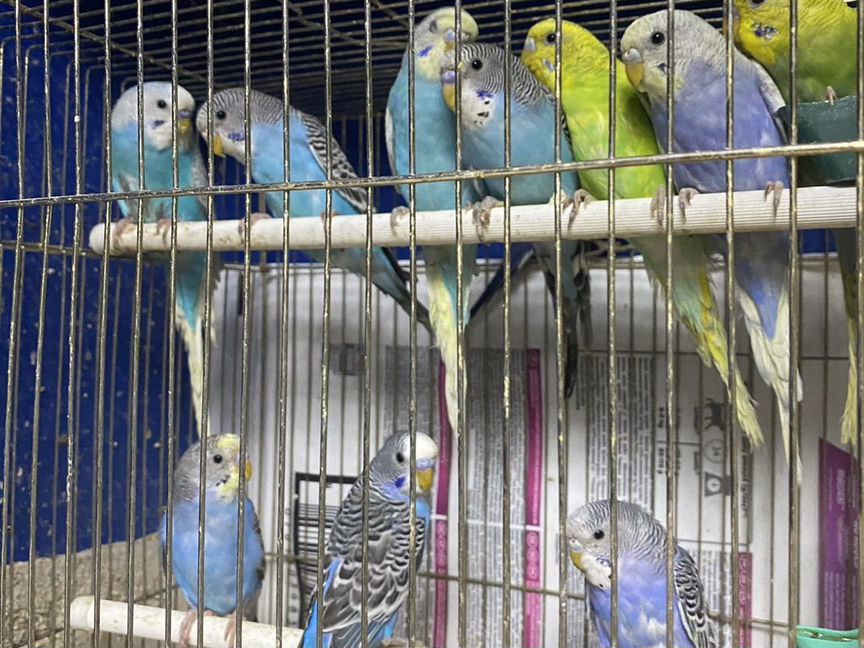 Волнистые попугаи