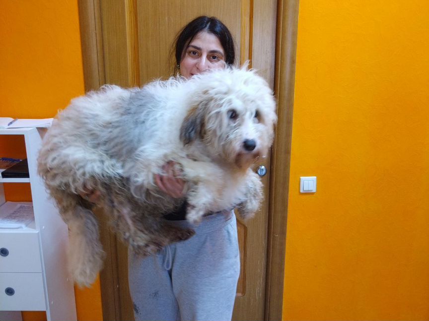 Бриар в добрые руки