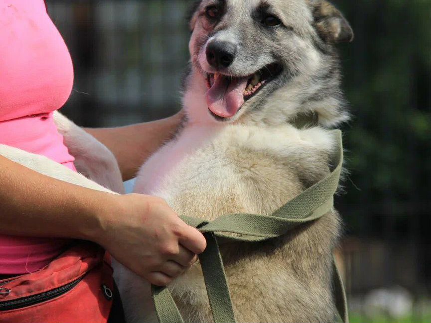 Собака в добрые руки
