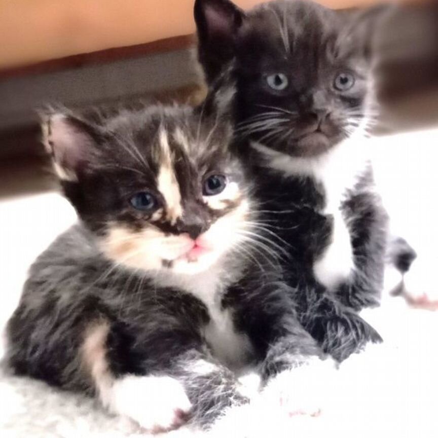 Подарю котенка