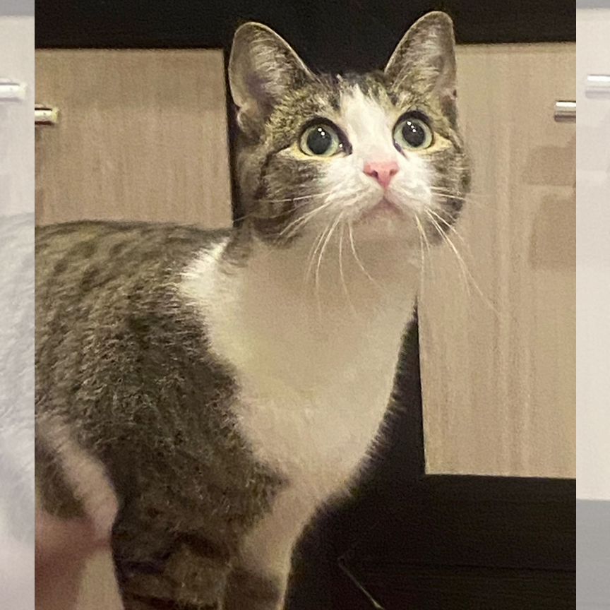 Ориентальная, взрослая кошка