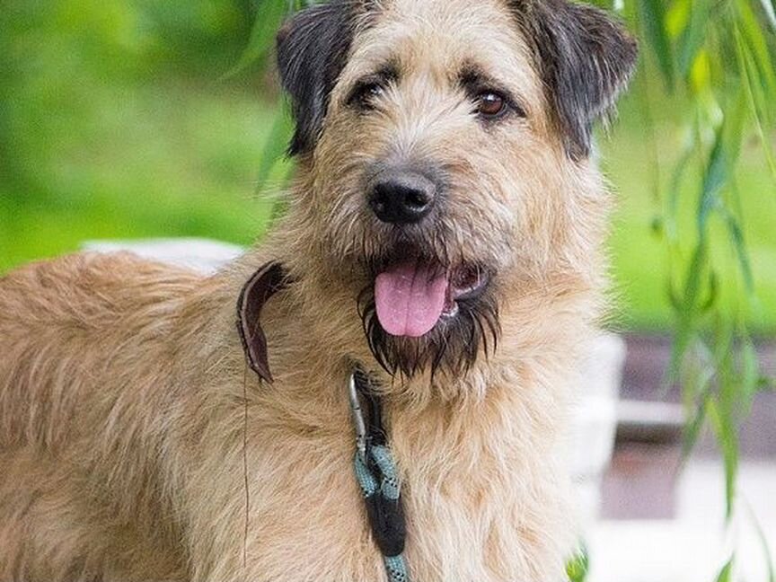 Пес-Босс станет вашим лучшим другом