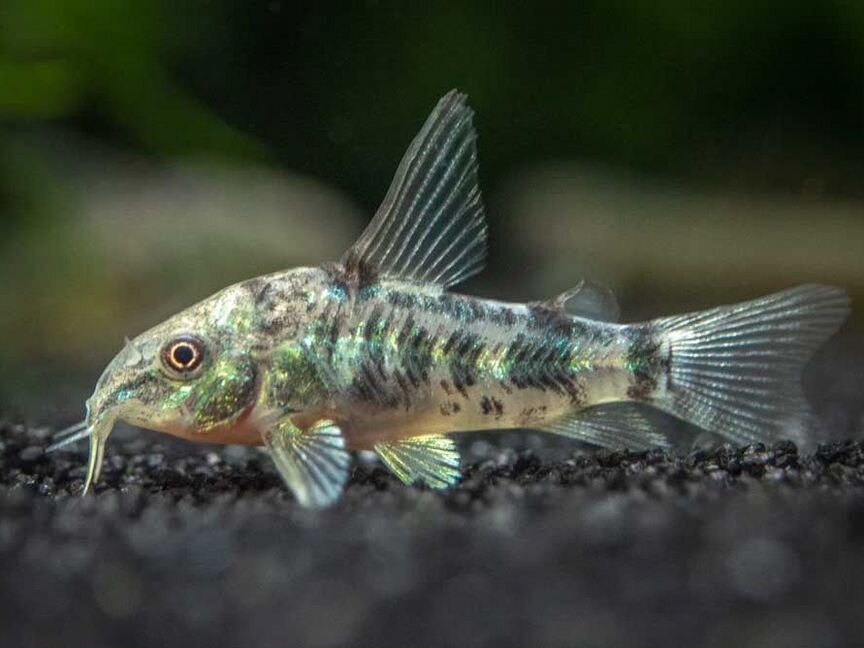 Сом Коридорас в ассортименте