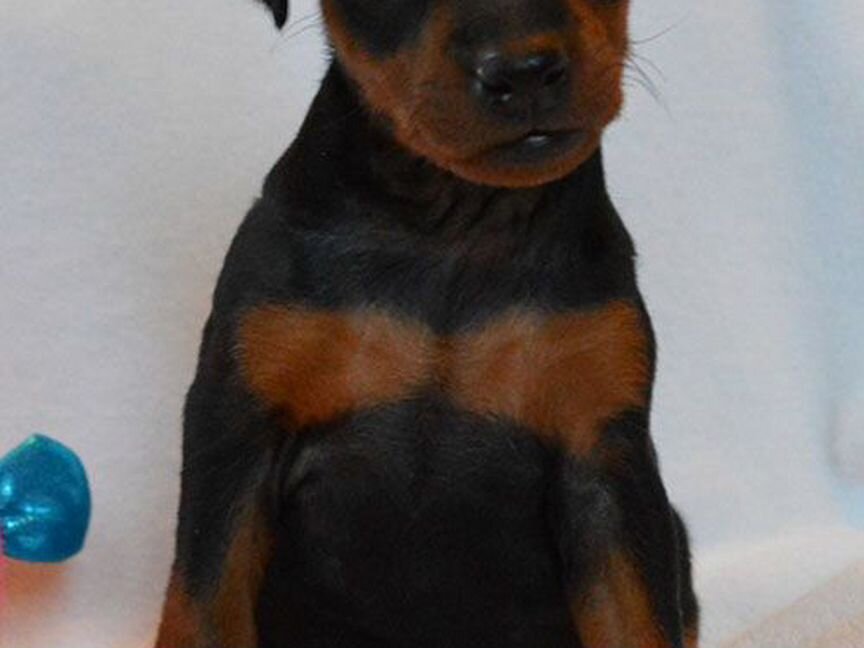 Щенки цвергпинчера