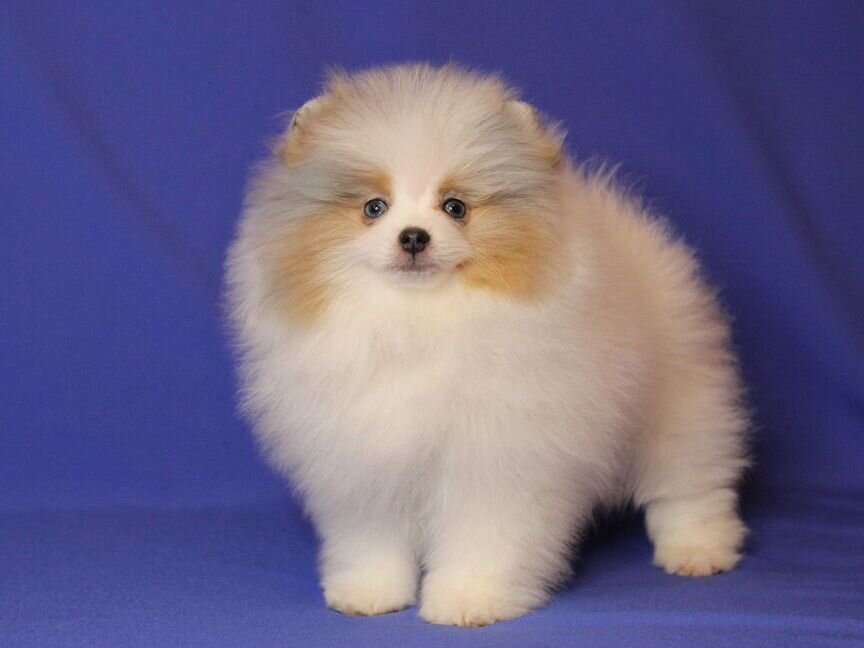 Шпиц, девочка эксклюзив