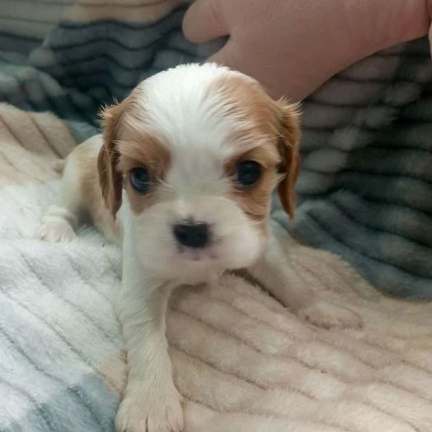 Кавалер кинг-чарльз-спаниель, щенок