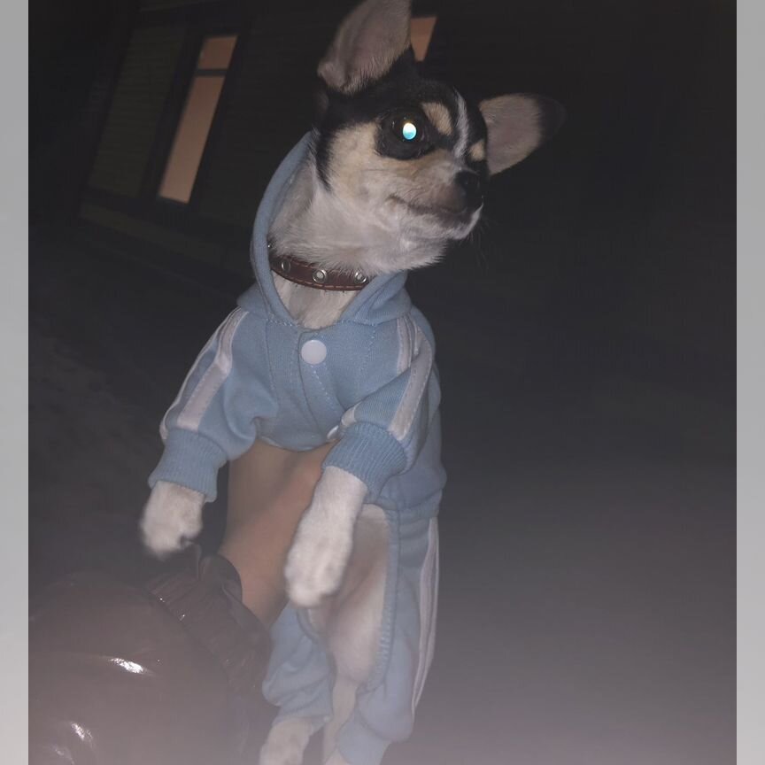 Чихуахуа мини щенок