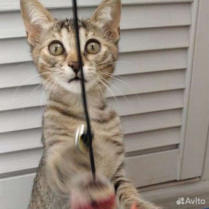 Шаня- ласковый кото-ребенок., 3 месяца