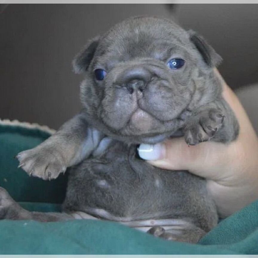 Французский бульдог, щенок