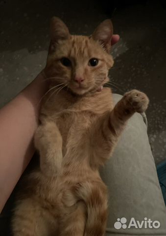 Рыжий кот