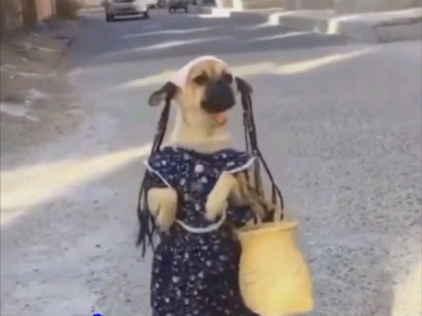 Ищем семью для ухода и проживания собаки инвалида