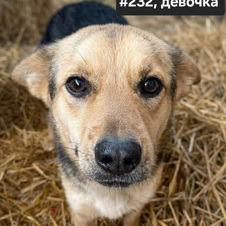 Взрослая собака в добрые руки