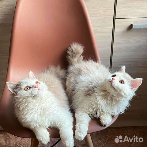 Селкирк-рекс, коты, один в разведение