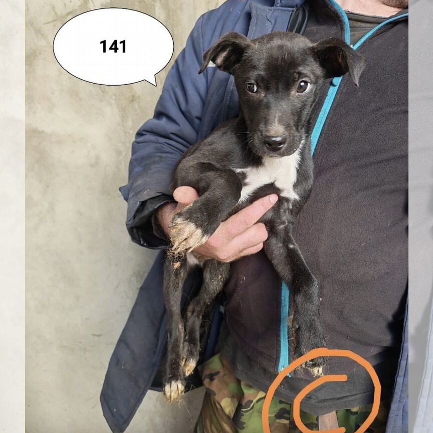 Щенок в добрые руки