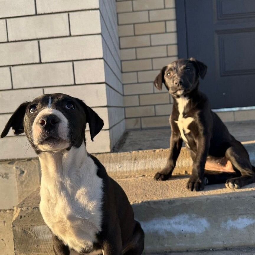 Щенки Стаффоршидского Терьера