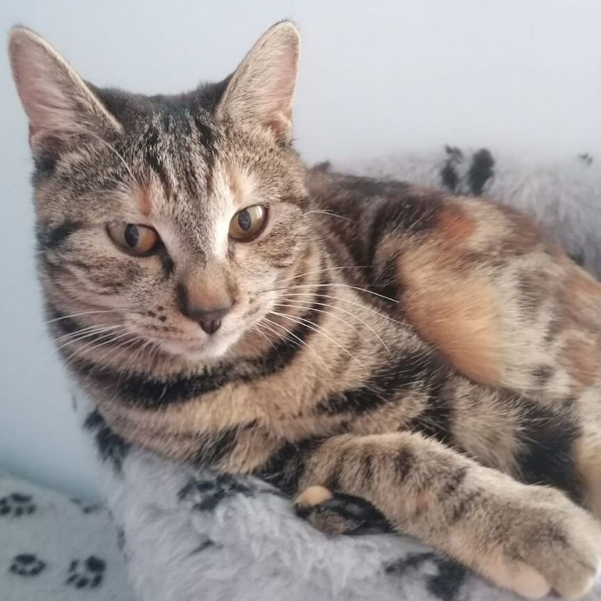 Курильский бобтейл короткошёрстный, взрослая кошка