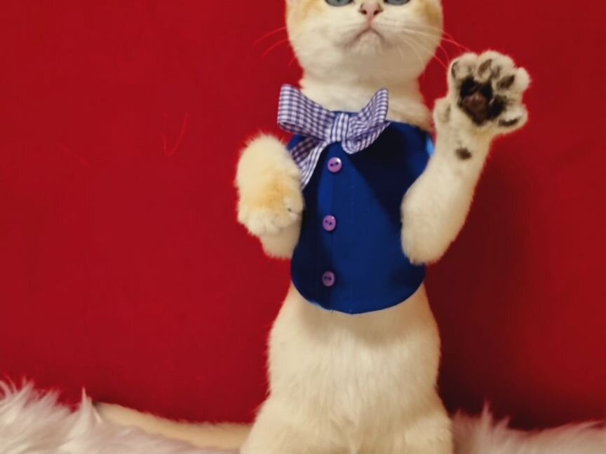 Сладкий золотой ребёнок SFS71 ny12