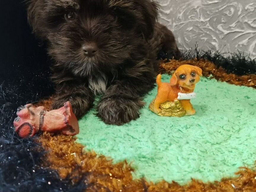 Шоколадный мальчик