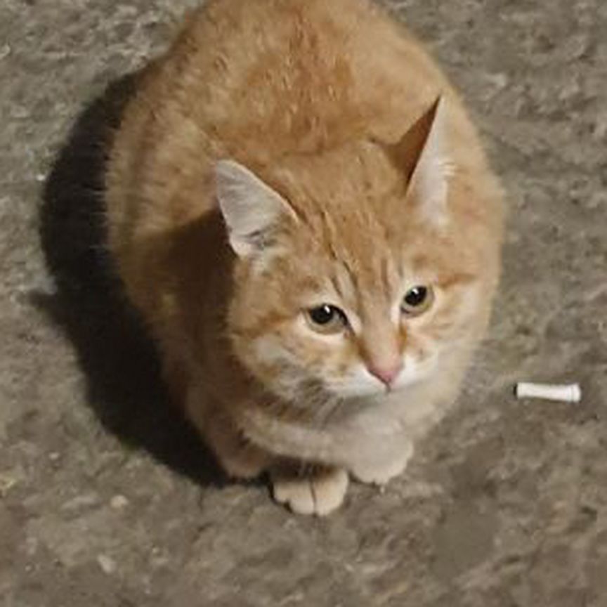 Вот такого вот Рыжика с улицы надо забирать домой