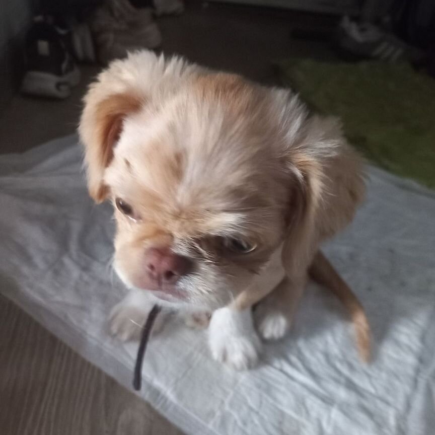 Продам щенка