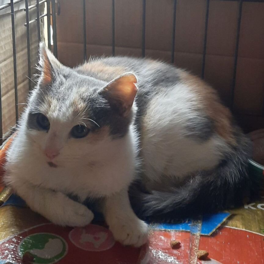 Котенок девочка месяца 4 стерилизована
