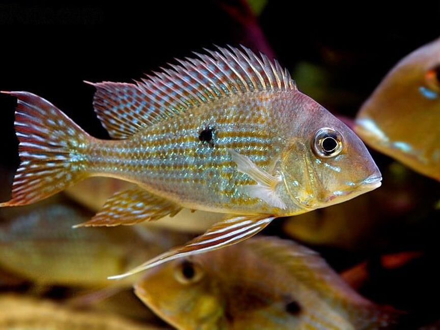 Геофагусы аквариумная рыбка