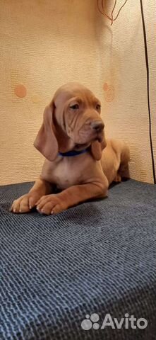 Венгерская выжла щенок