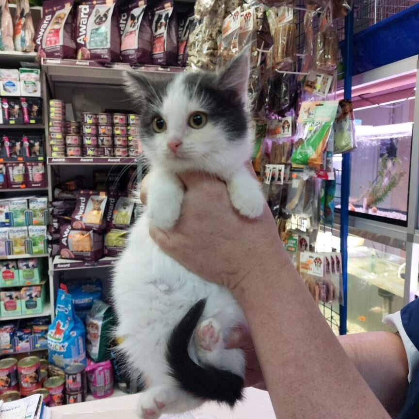 Котятки девочки