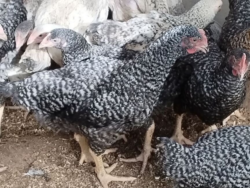 Цветной бройлер