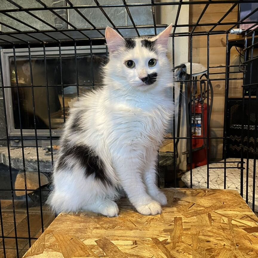 Кошка Ева ищет дом