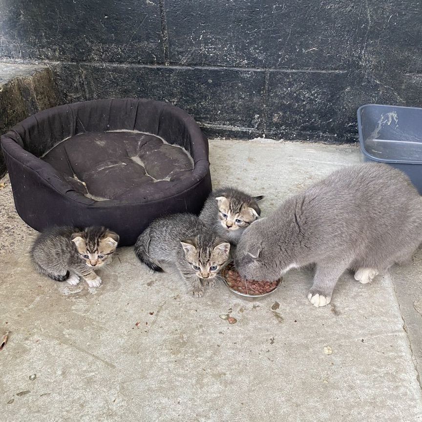 Котята в добрые руки бесплатно девочка