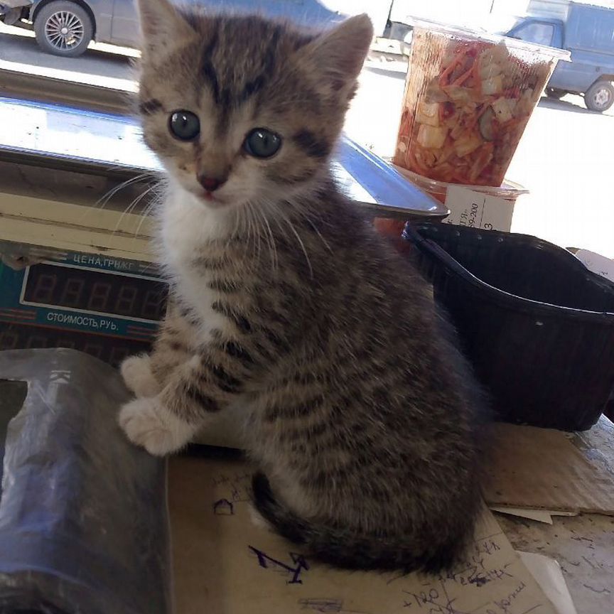 Котёнок в добрые руки