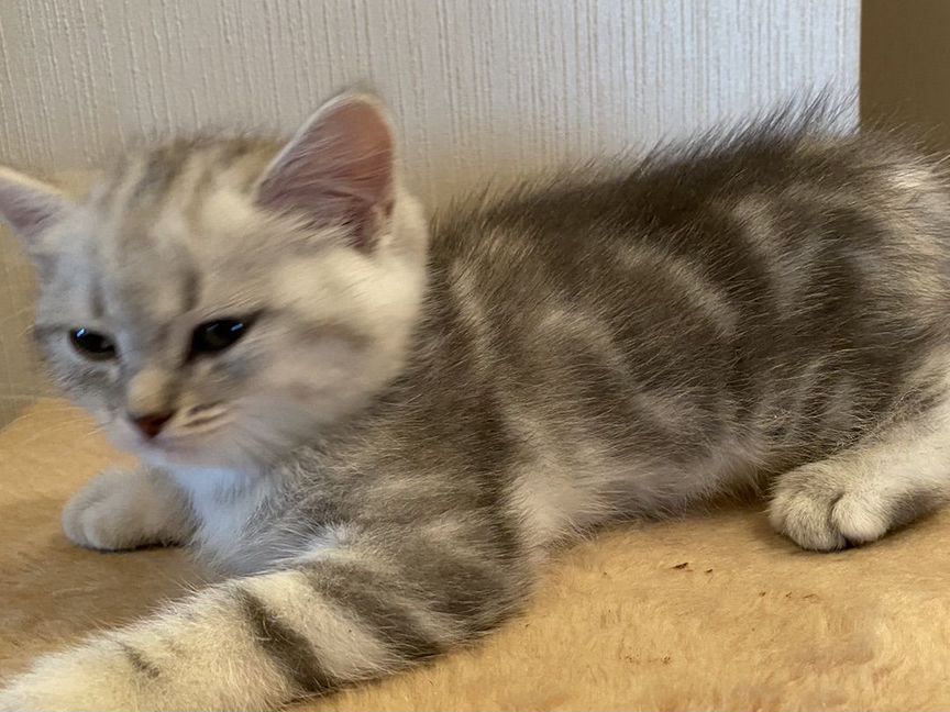 Шотландские вислоухие котята