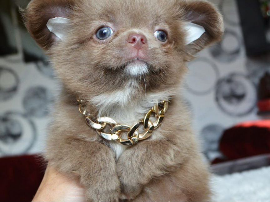 Лиловый мишка