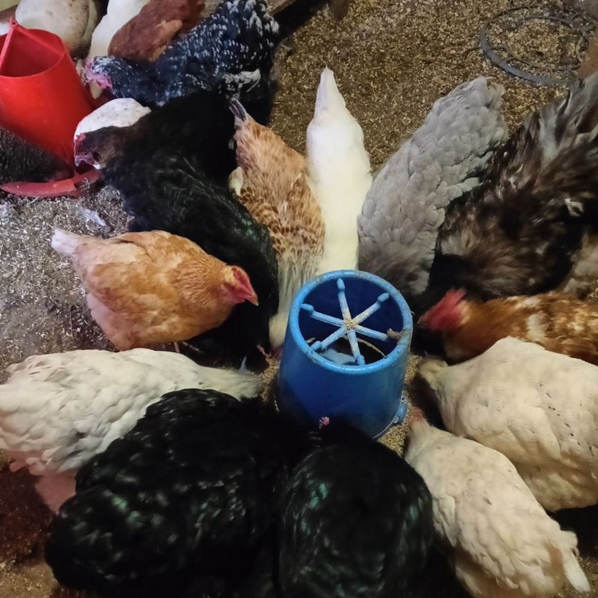 Куры несушки продам