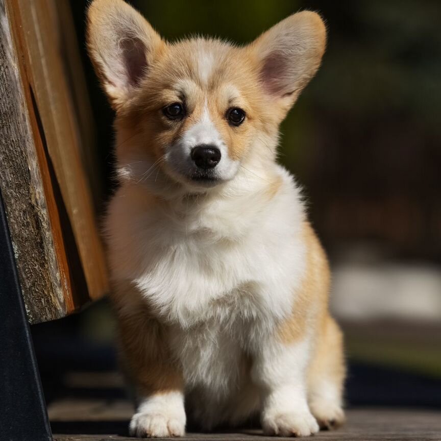 Вельш Корги Пемброк, щенок