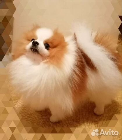 Кобели на вязку/щенки шпиц померанский на продажу