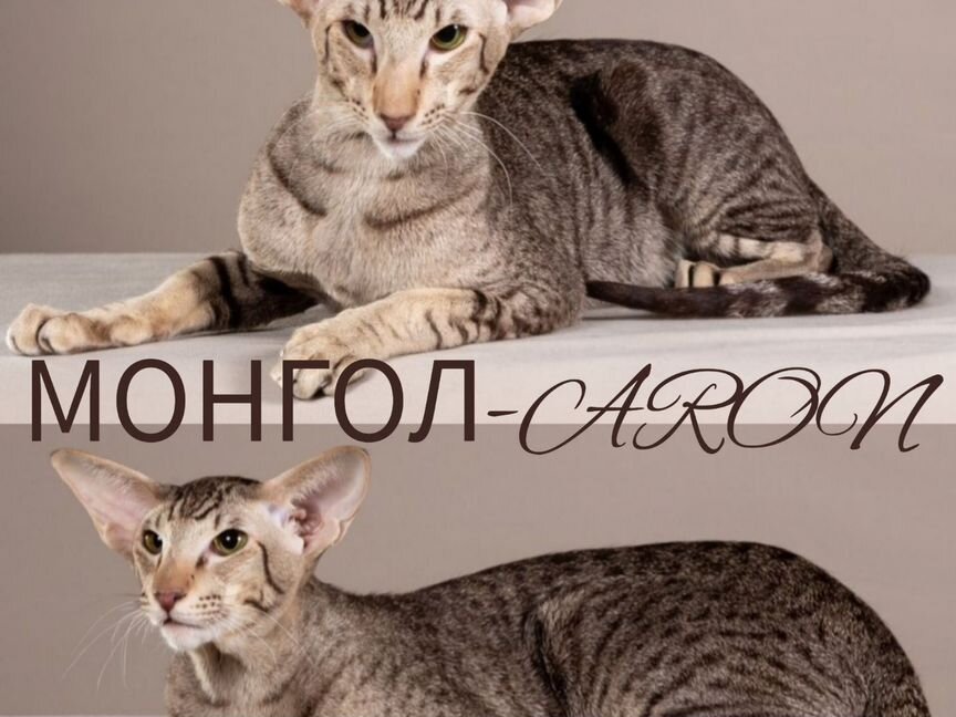 Титулованный Ориентальный кот