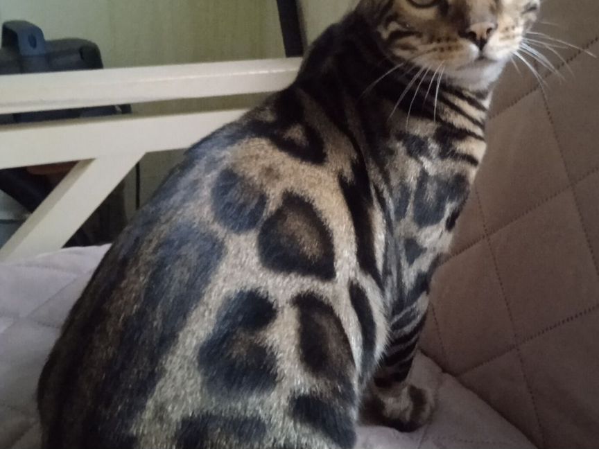 Бенгальские котики и кошечка