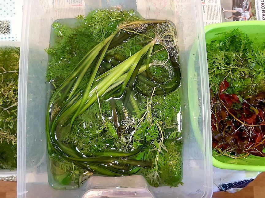 Аквариумная прополка