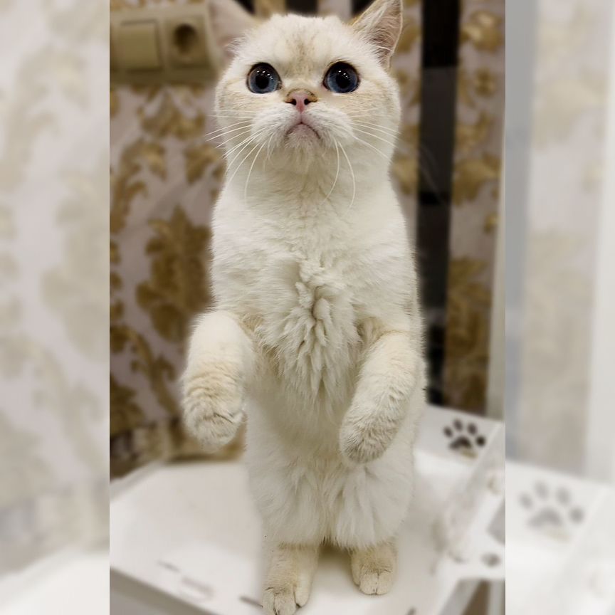 Золотой колорик
