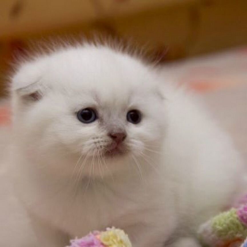 Шотландские вислоухие котята