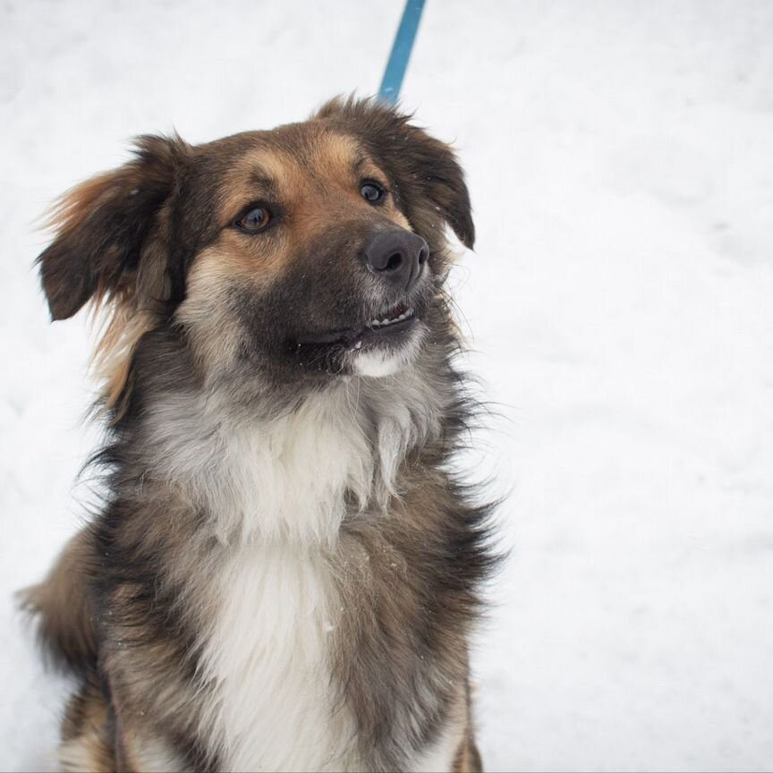 Джонни ищет семью