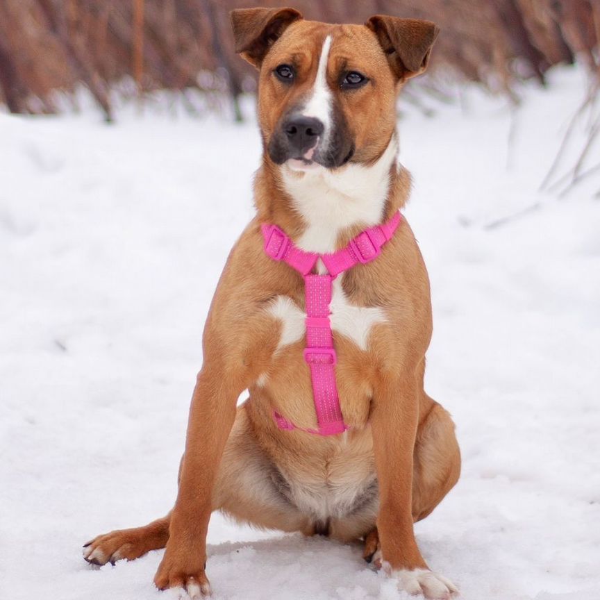 Щенок из приюта