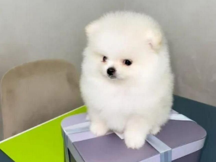 Померанский шпиц мини