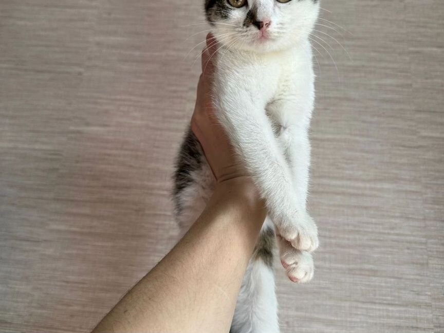 Маленькая Полли 3,5 мес