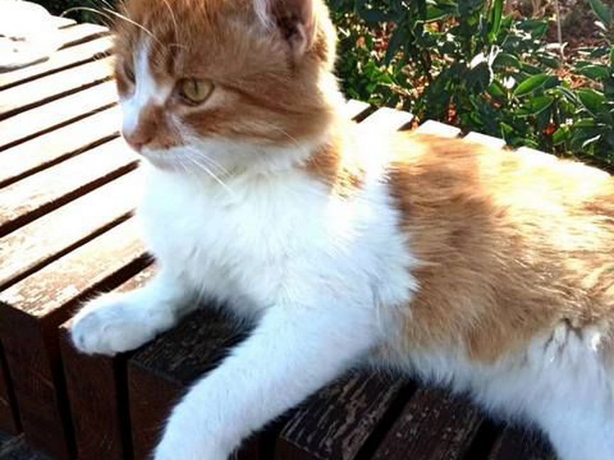 Ласковый котик в добрые руки