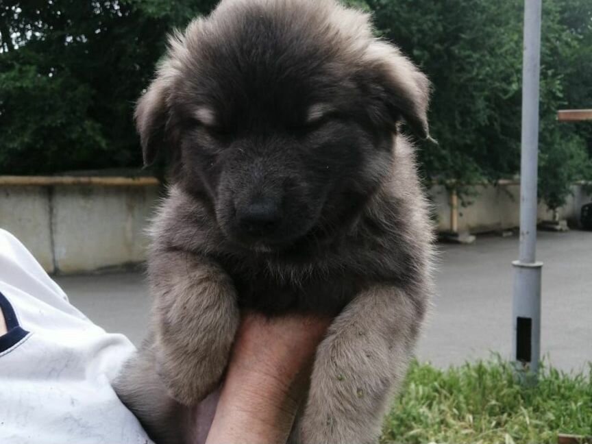 Отдам бесплатно животные