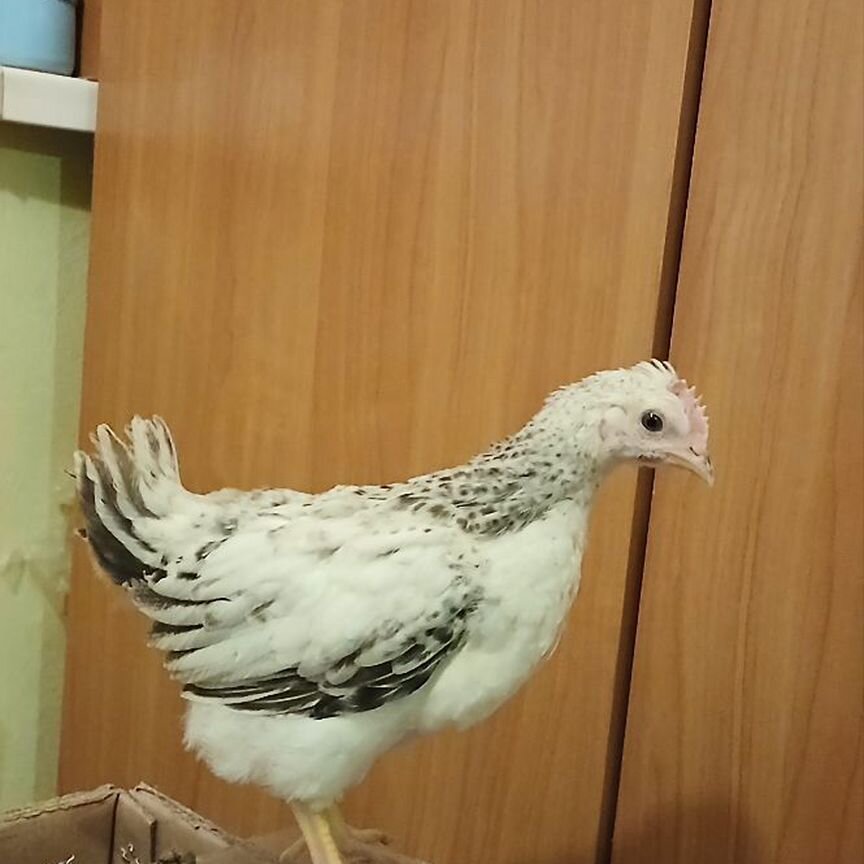 Петухи доминанты