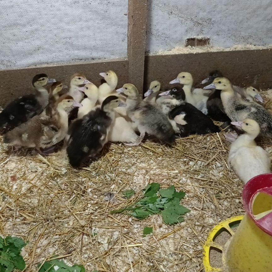 Цыплята от домашних кур микс,мускусные индоутята